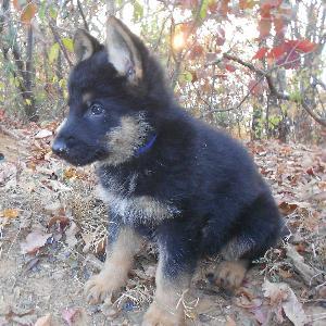 Mia | Tutor in English and Essay Writing | The Princeton Review